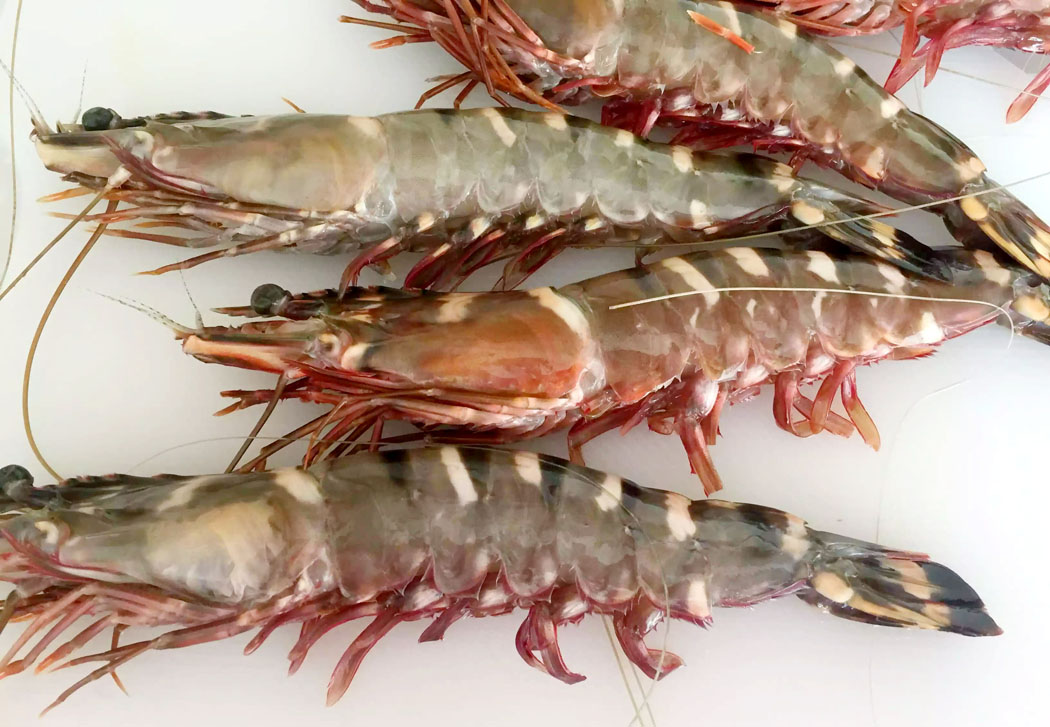 Grilled Jumbo Shrimp with Lime Butter Sauce - Emma Eats & Explores
